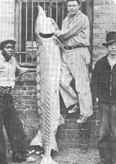 Endangered Species: The Atlantic Sturgeon – Toadfish