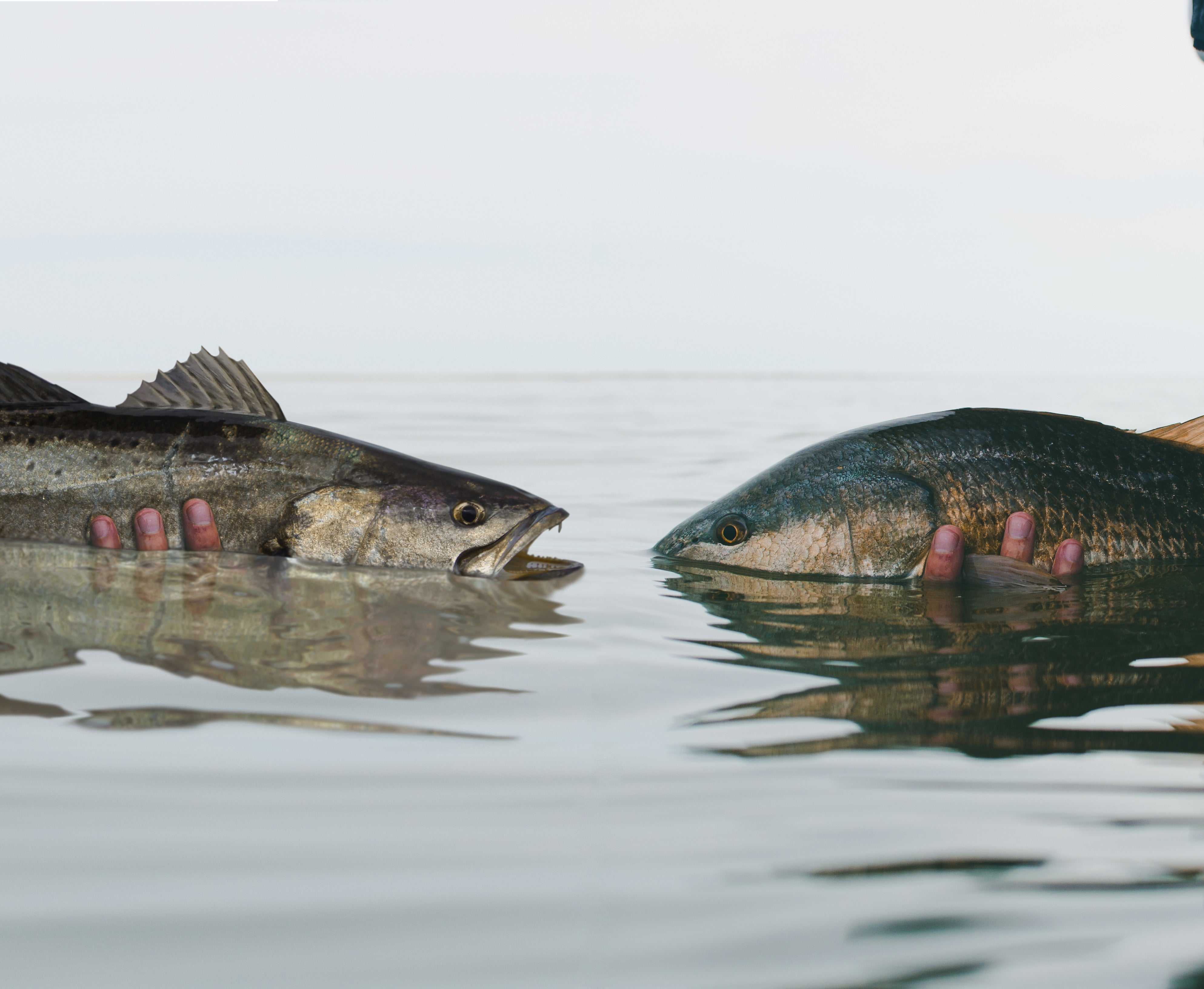 Marsh Madness Week 1: Put Em' Back Podcast & Release Over 20 – Toadfish