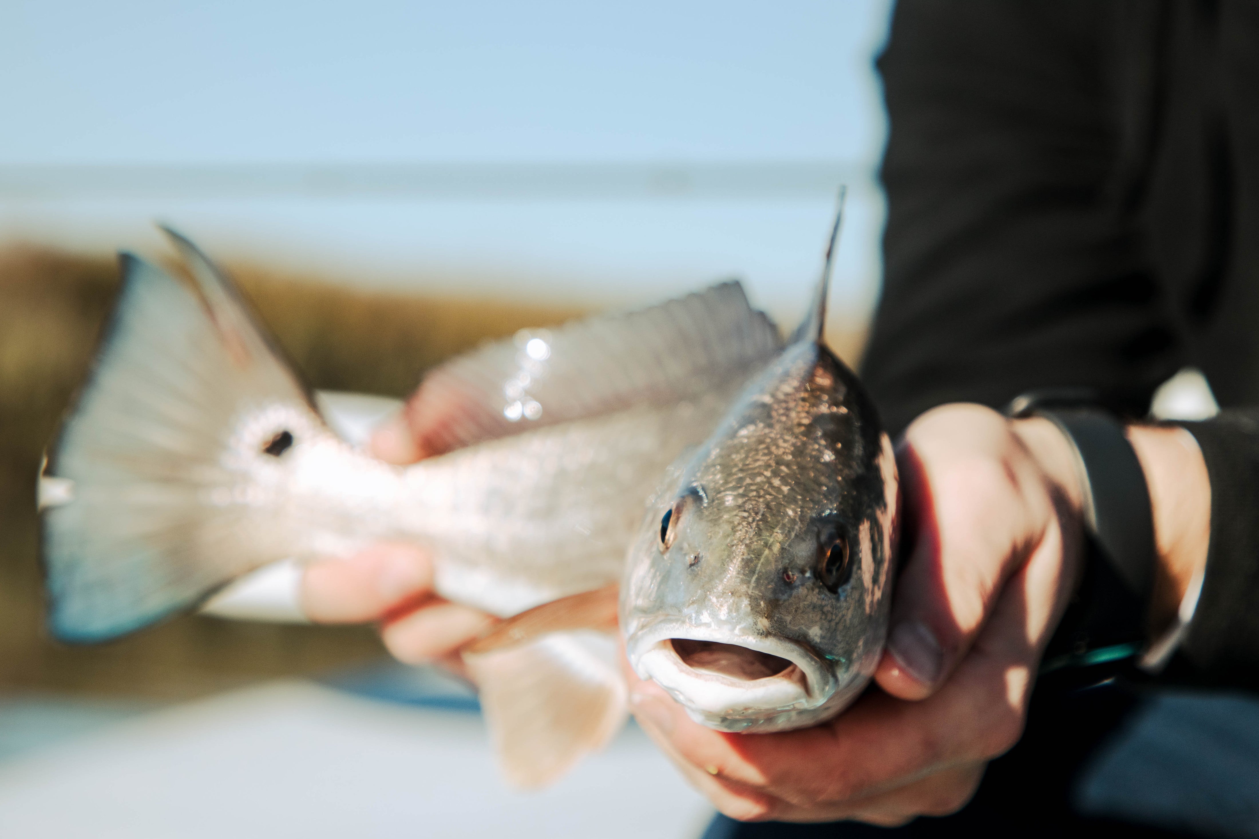 Fishing Best Sellers – Toadfish