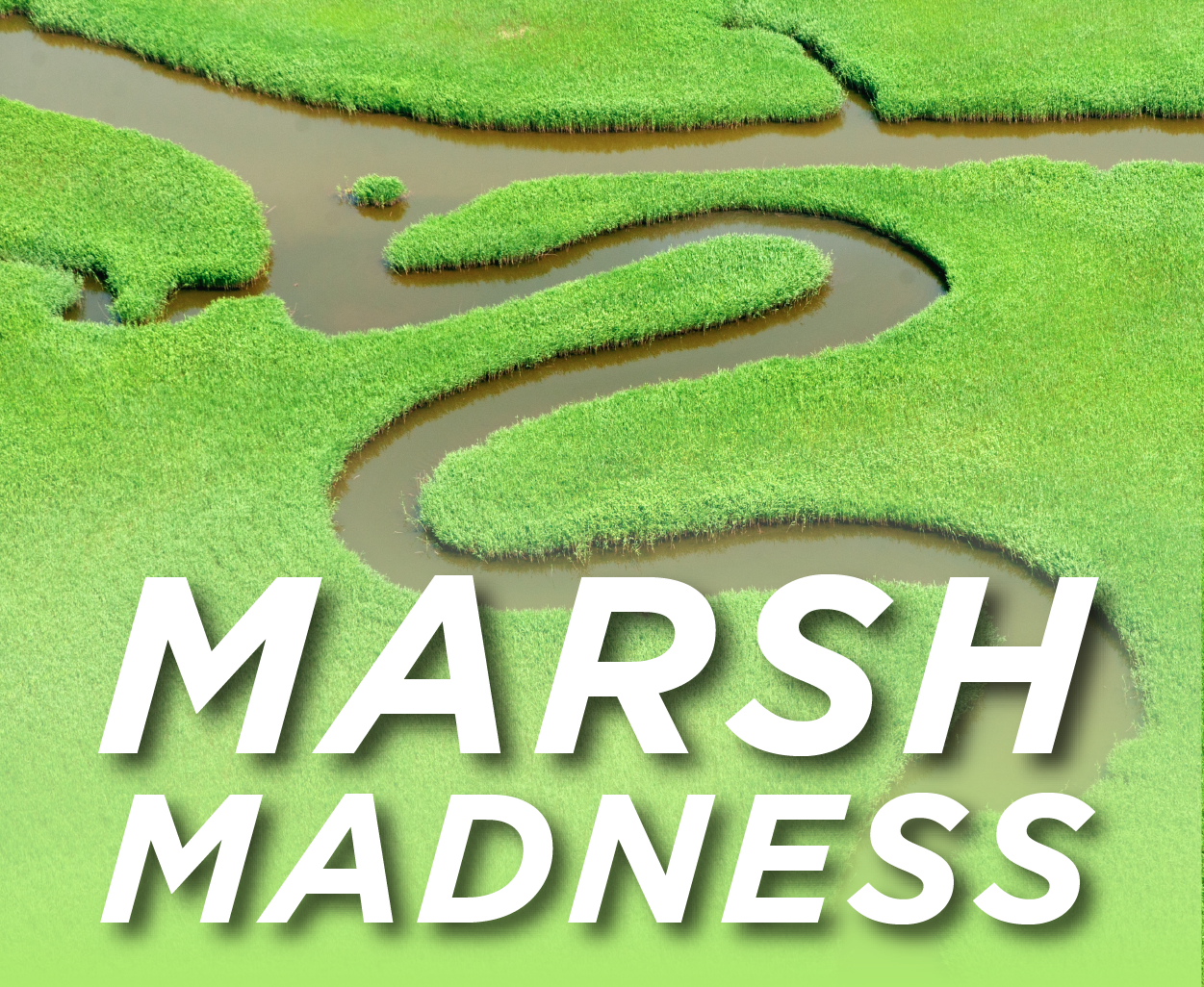 Marsh Madness '23 – Toadfish