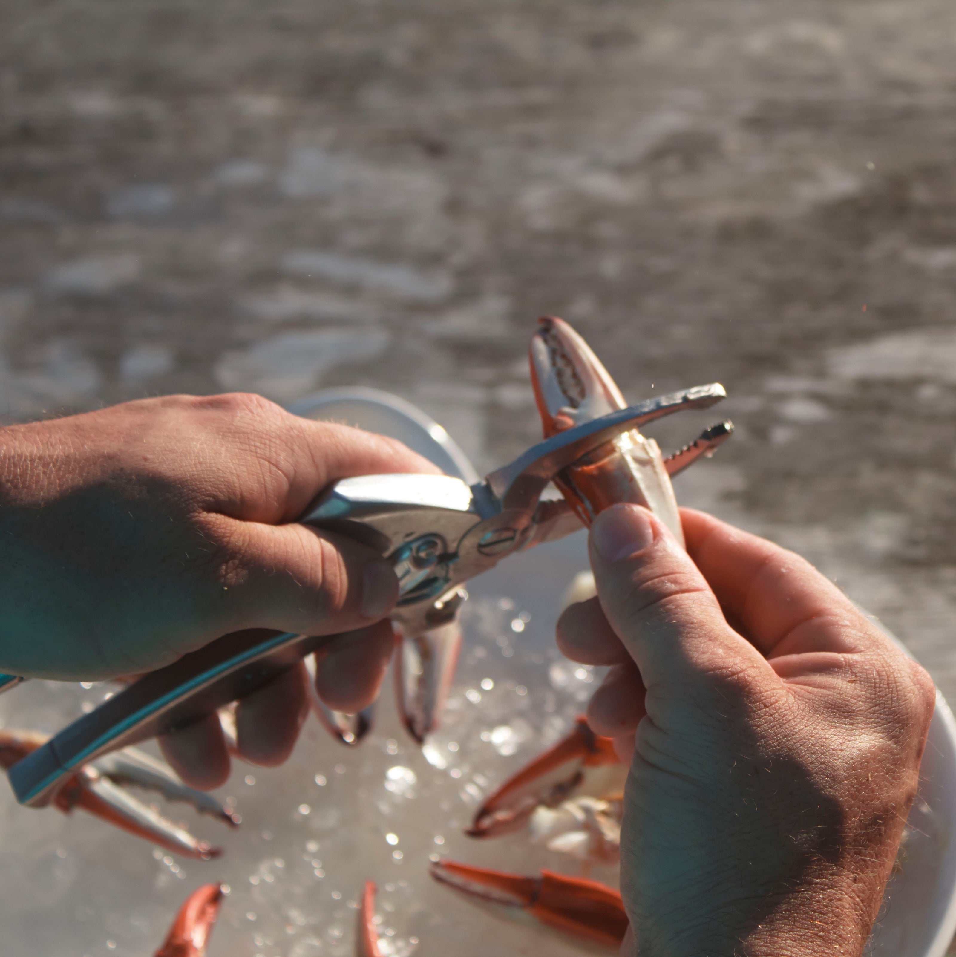Crab Claw Cutter | Toadfish Outfitters Seafood Tools & Kitchen